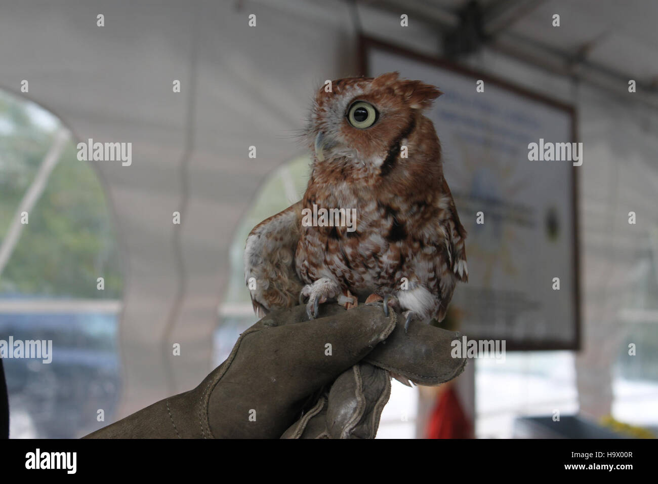 A Red Phase Screech Owl, known for its distinctive reddish feathers, is ...