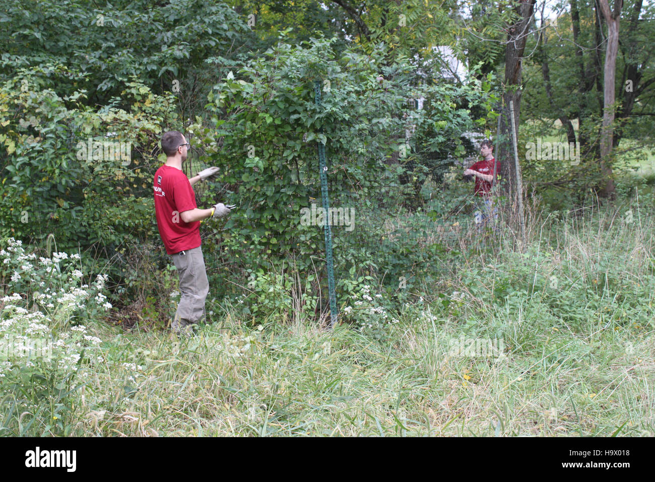 Invasive plant removal hi-res stock photography and images - Alamy