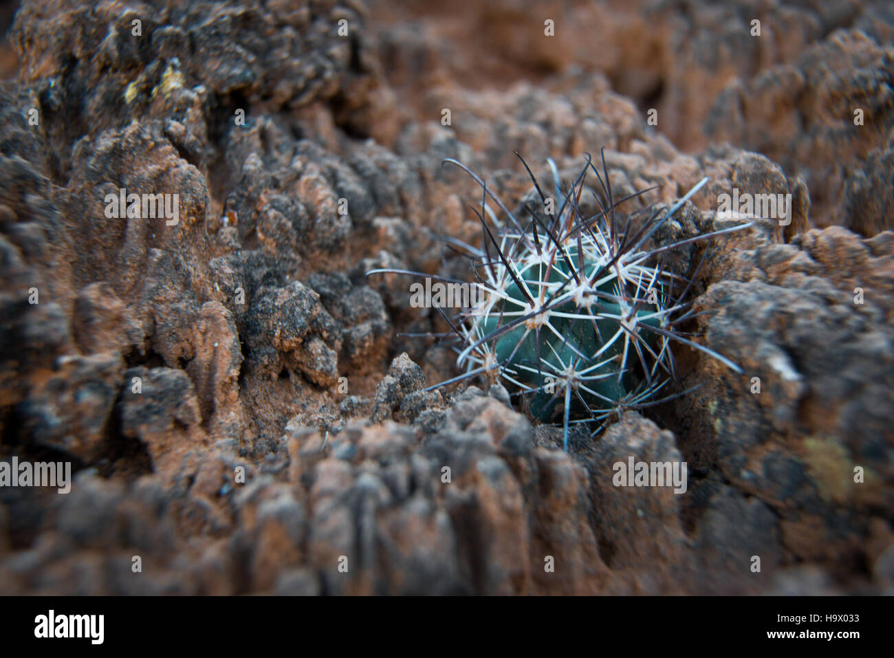 A young fish hook cactus, protected by a soil crust, is shown in Arches ...