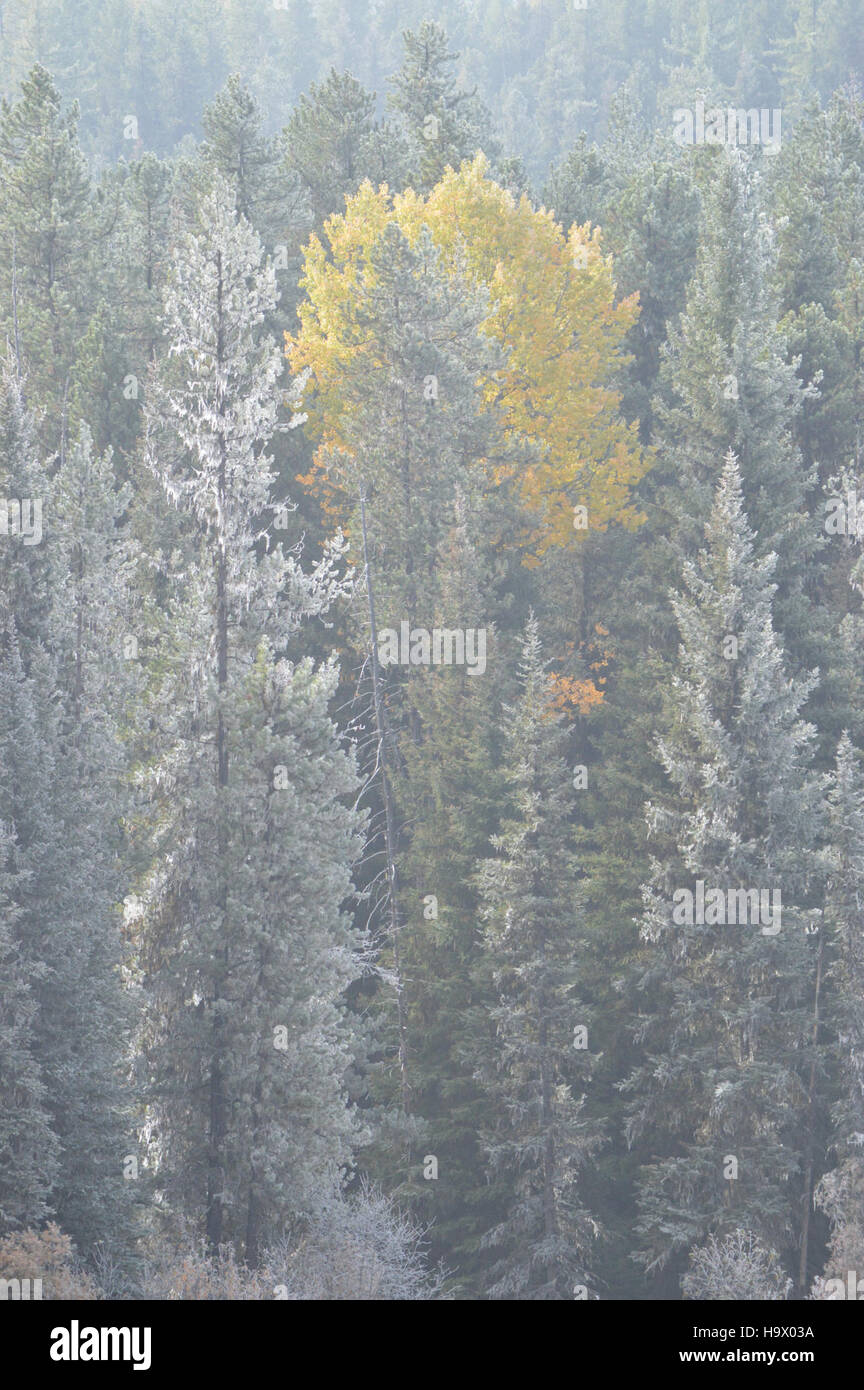 A frosty fall morning in Glacier National Park reveals stunning ...
