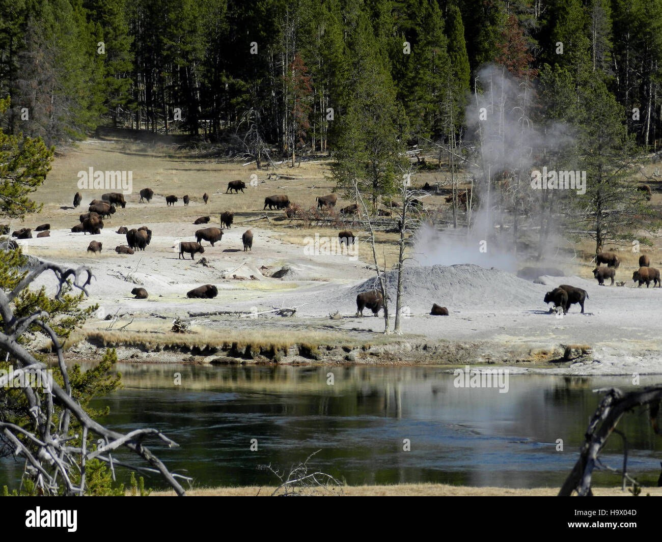 Bison are seen near the Mud Volcano area in Yellowstone National Park ...