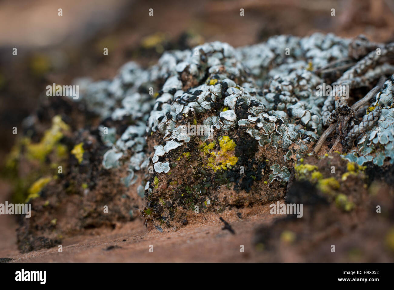 A photo of old-growth soil crust covered in lichens at Arches National ...