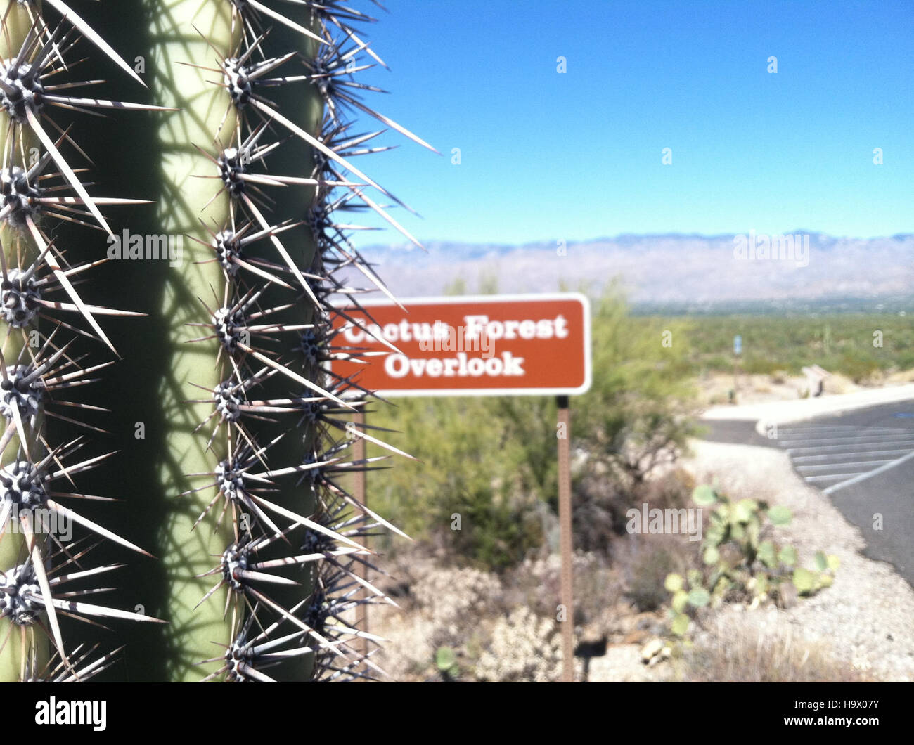 Saguaro National Park, located in Arizona, is home to the iconic ...