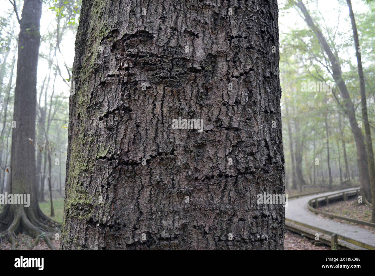 Congaree National Park, known for its rich biodiversity, is a protected ...