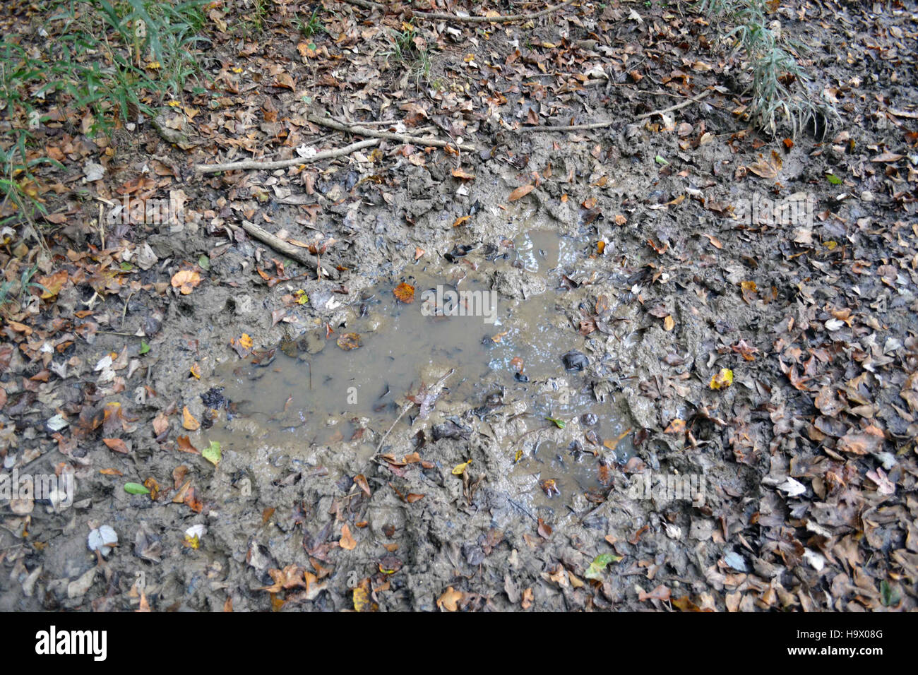 The Track Trap at Congaree National Park is an area where visitors can ...