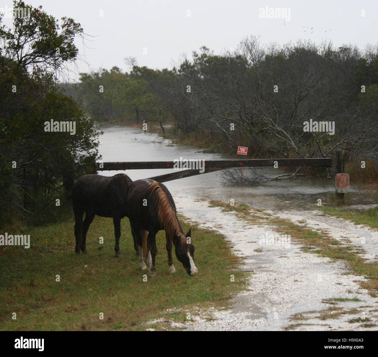 Wild horses roaming freely hi-res stock photography and images - Alamy