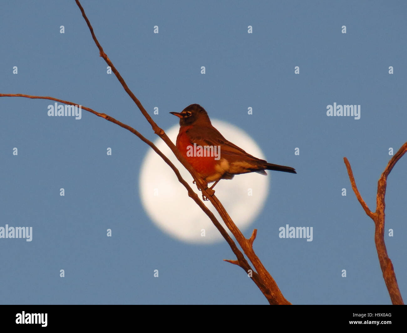 An American Robin in flight within a national park, illustrating the ...