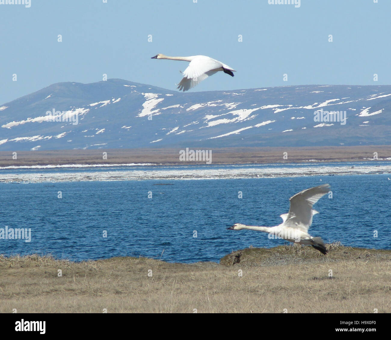 Tundra swans migrating through the Bering Land Bridge National Park, a ...