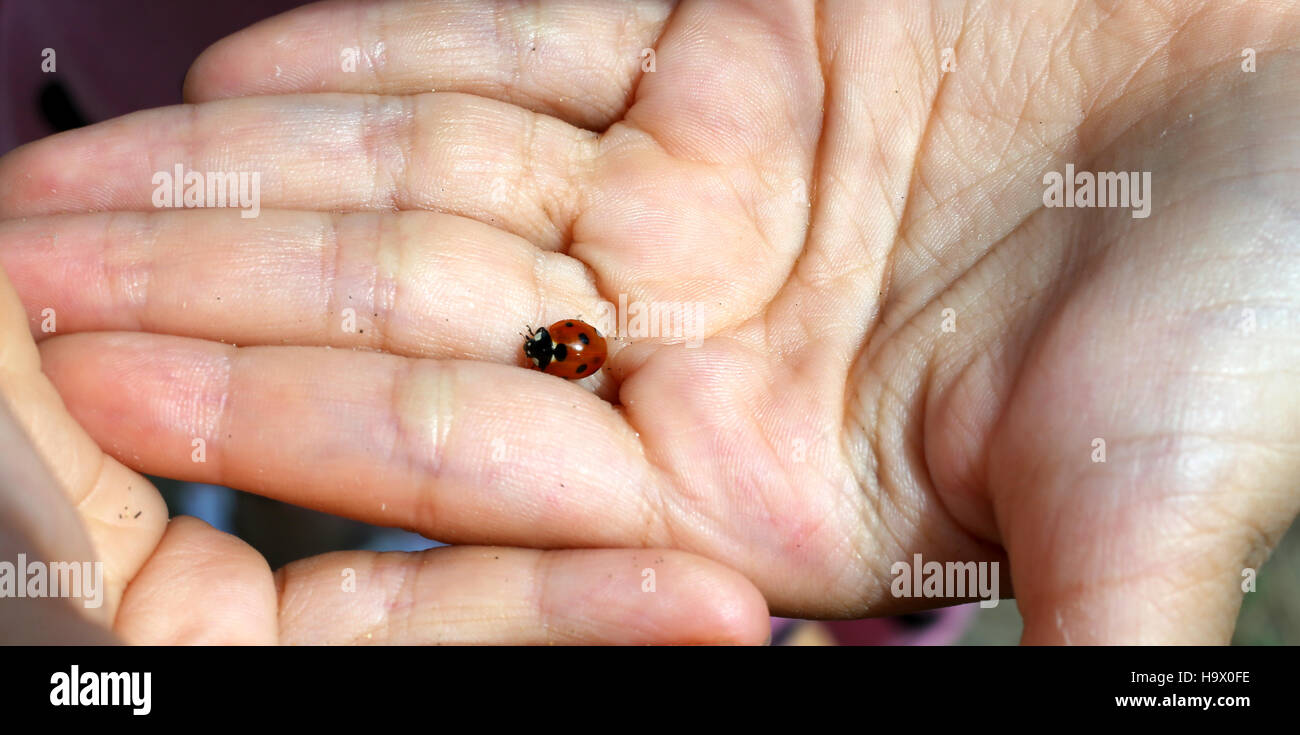little red ladybug with blacks dots in the hands of a girl Stock Photo ...