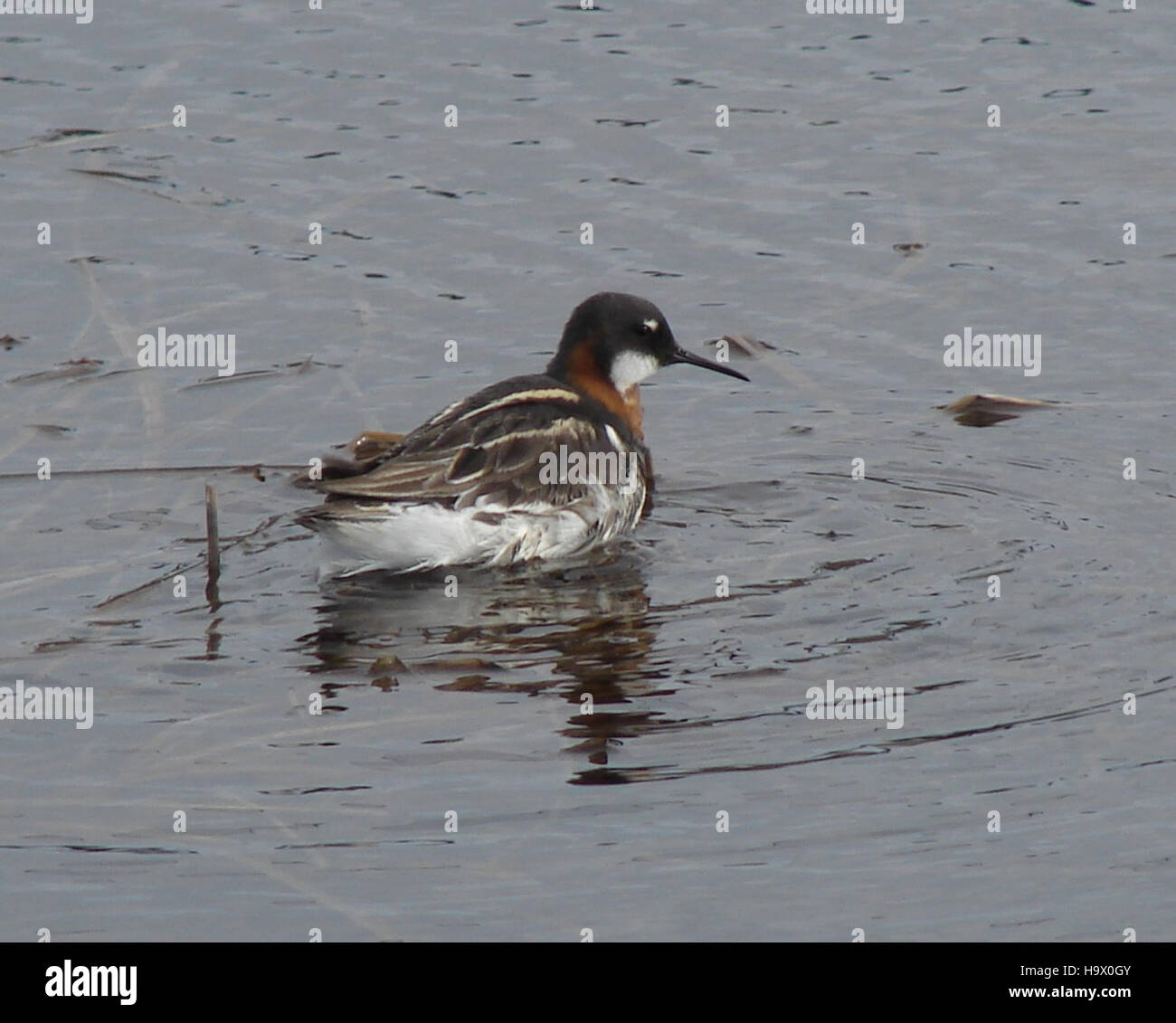 The Red-necked Phalarope is seen at the Bering Land Bridge National ...