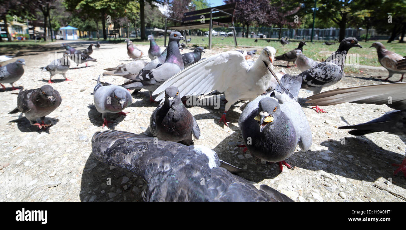 Many pigeons in public hi-res stock photography and images - Alamy