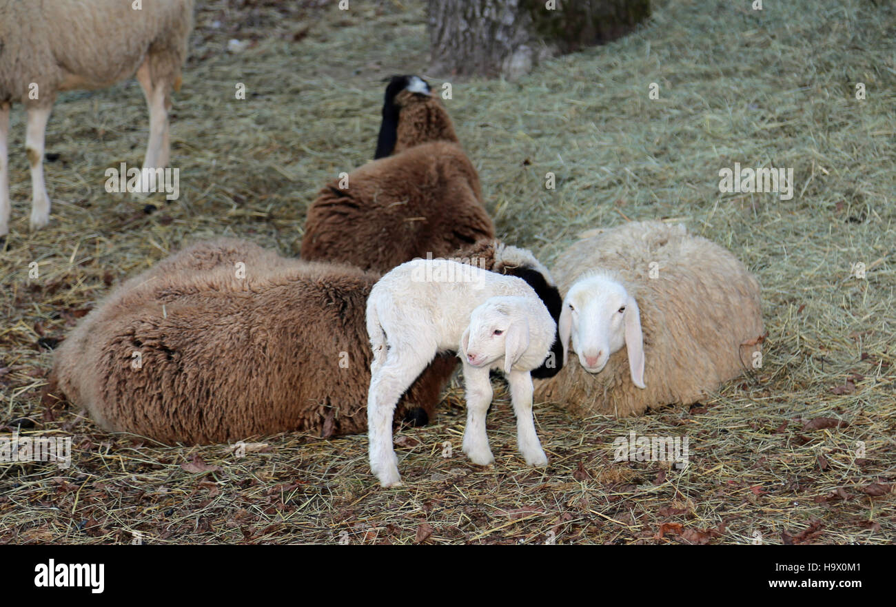 Family of sheep in ireland hi-res stock photography and images - Alamy