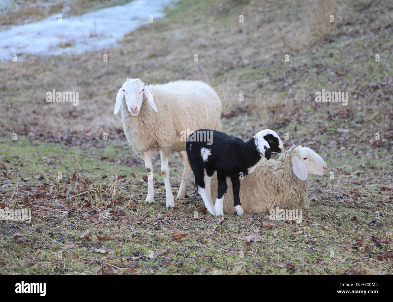 Sheep family with father mother and the little newborn lamb in the ...