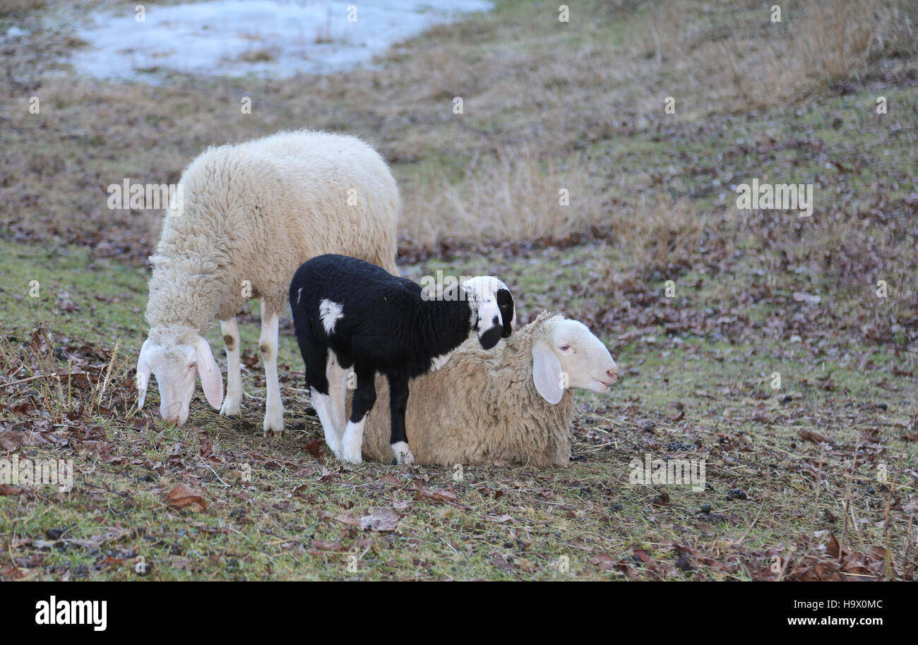 Adult sheep hi-res stock photography and images - Alamy