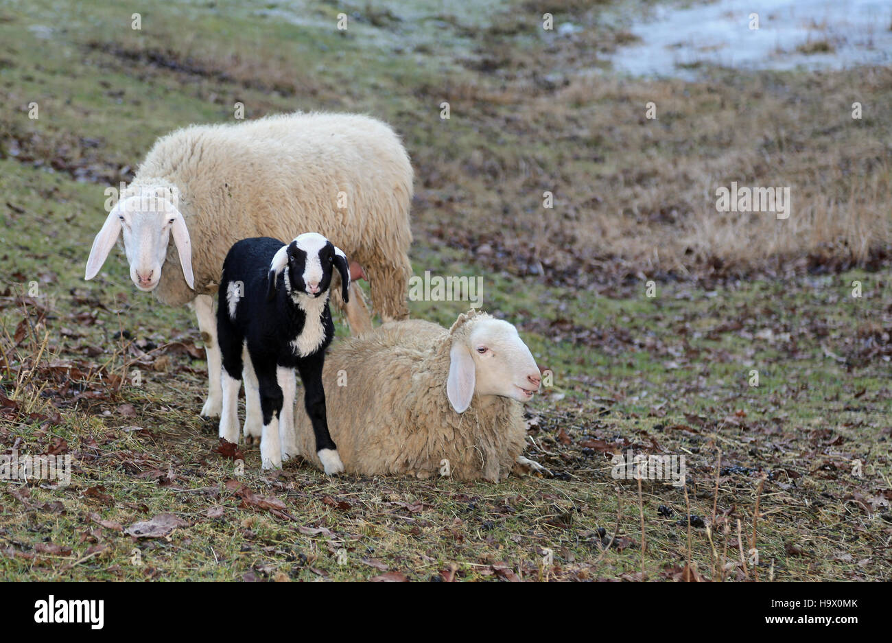 Family lamb hi-res stock photography and images - Alamy