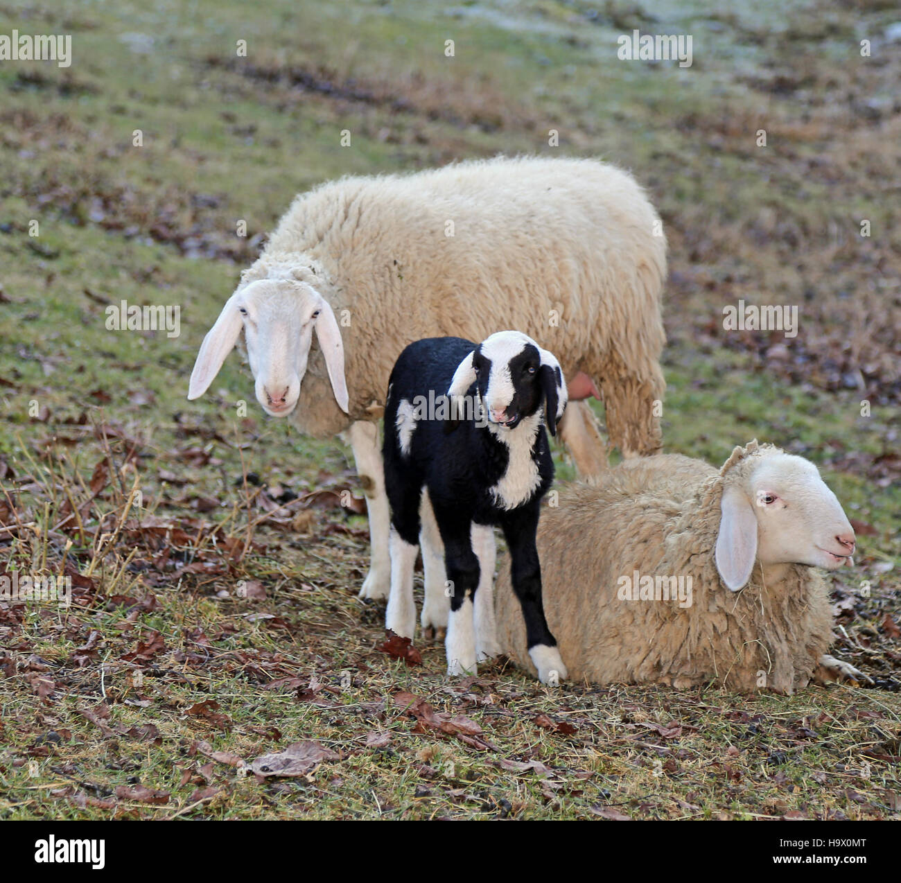 Sheep family hi-res stock photography and images - Alamy