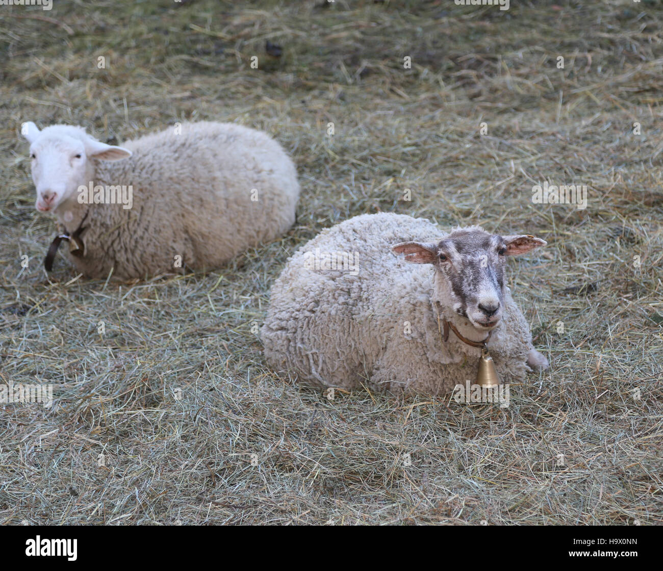 Sheep neck hi-res stock photography and images - Alamy