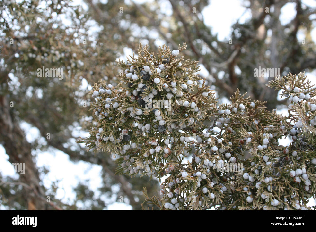 A Rocky Mountain Juniper tree within Badlands National Park, situated ...