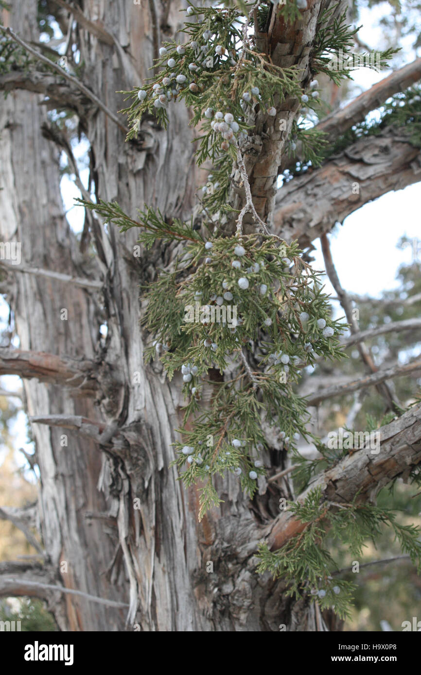 Rocky Mountain Juniper trees are a prominent feature in Badlands ...