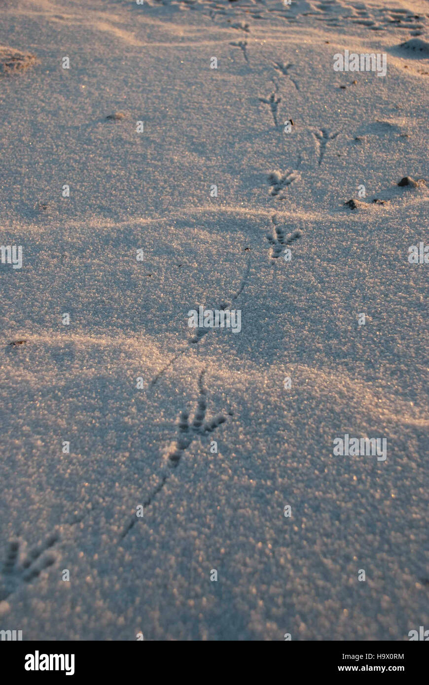 Bering land bridge ice hi-res stock photography and images - Alamy