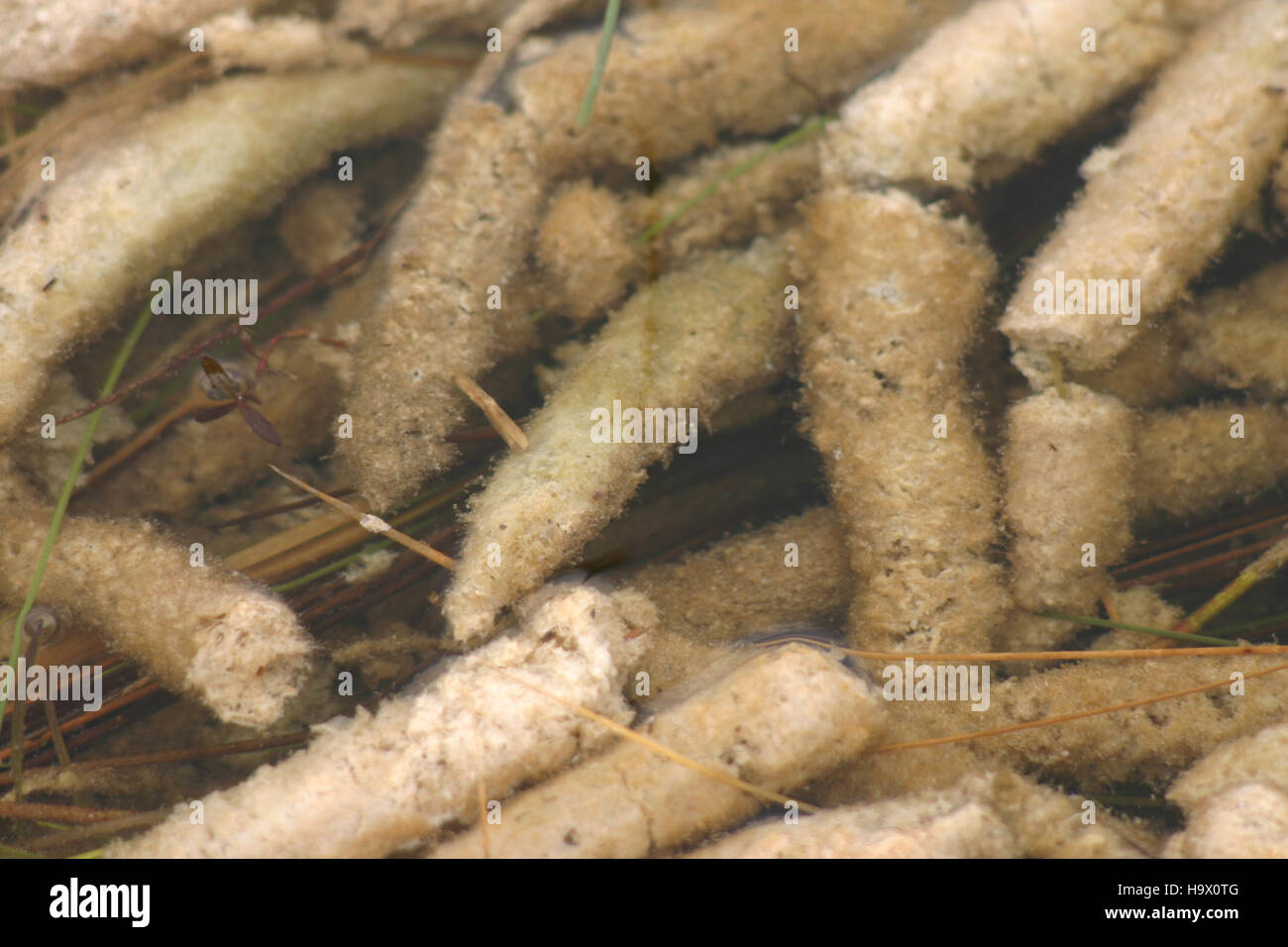Periphyton hi-res stock photography and images - Alamy
