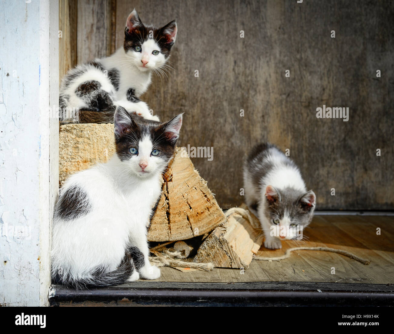 gatitos / cats Stock Photo - Alamy