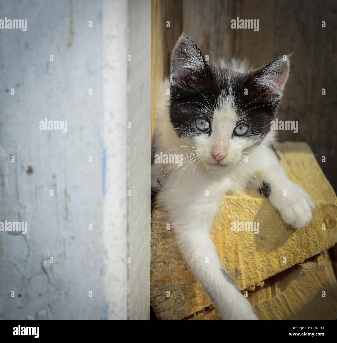 Kitties hi-res stock photography and images - Alamy