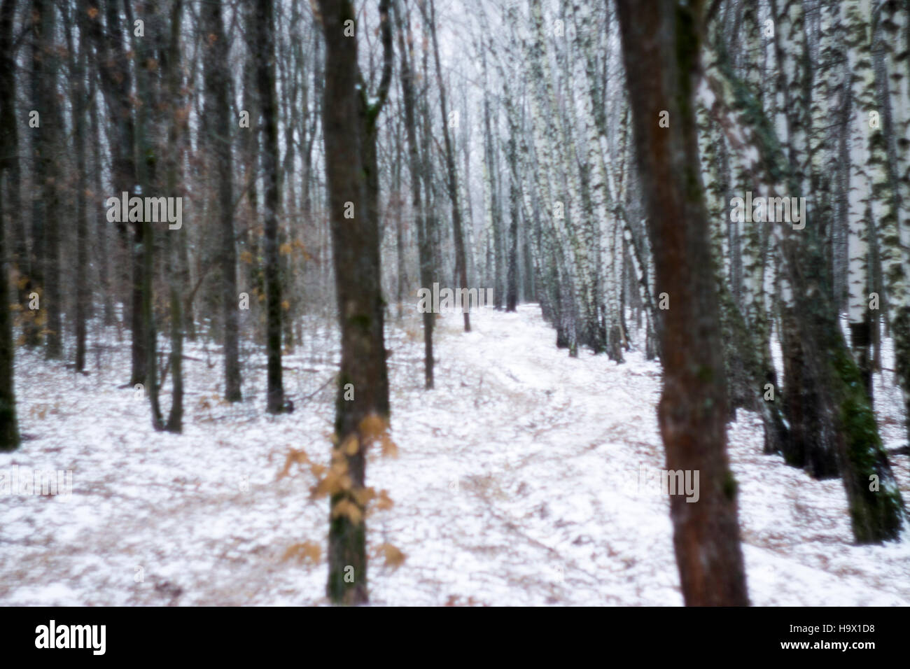 Landscape snow trees forest in winter Stock Photo - Alamy