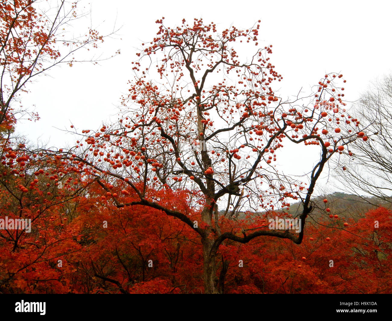 Fruitful tree hi-res stock photography and images - Alamy