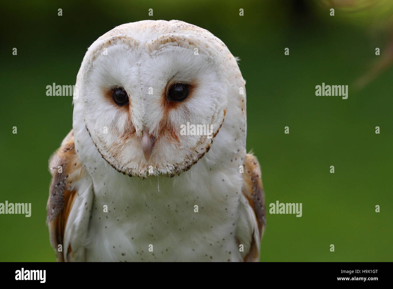 Front facing owl hi-res stock photography and images - Alamy