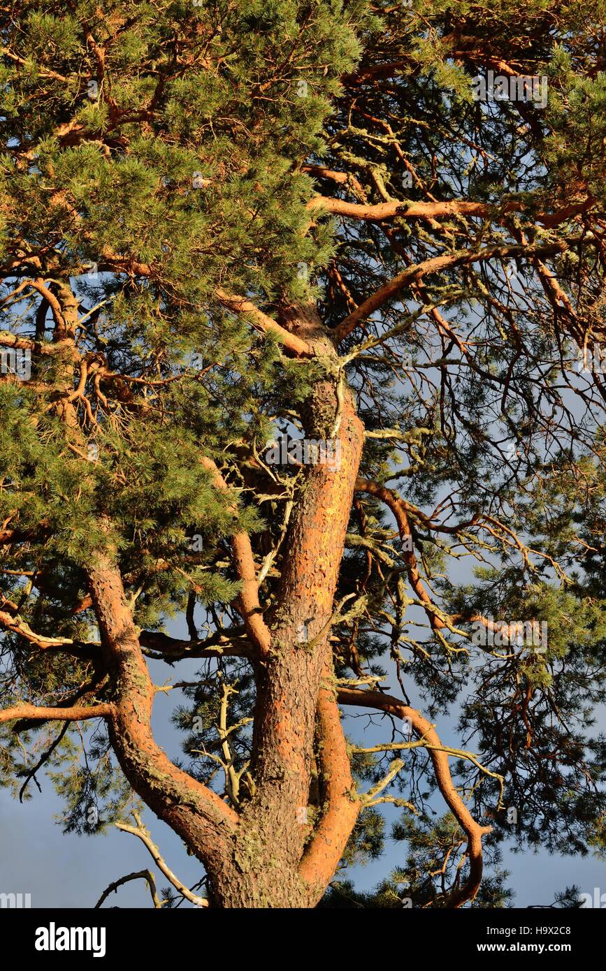 A Scots Pine tree (Pinus sylvestris) highlighted by a setting Autumn ...