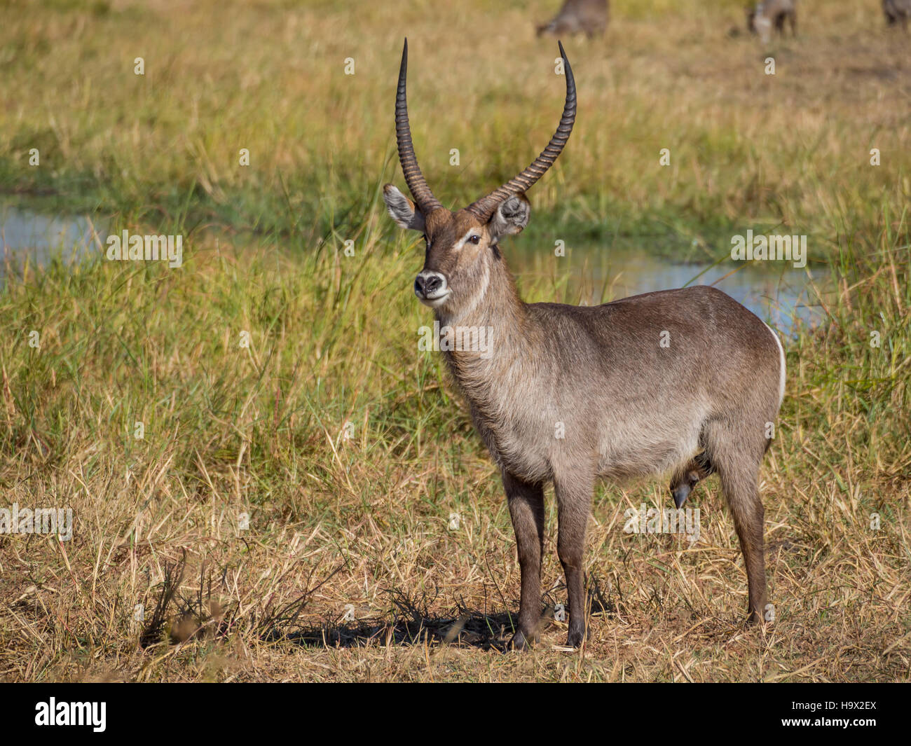 Alert large male African water buck antelope standing in front of river ...