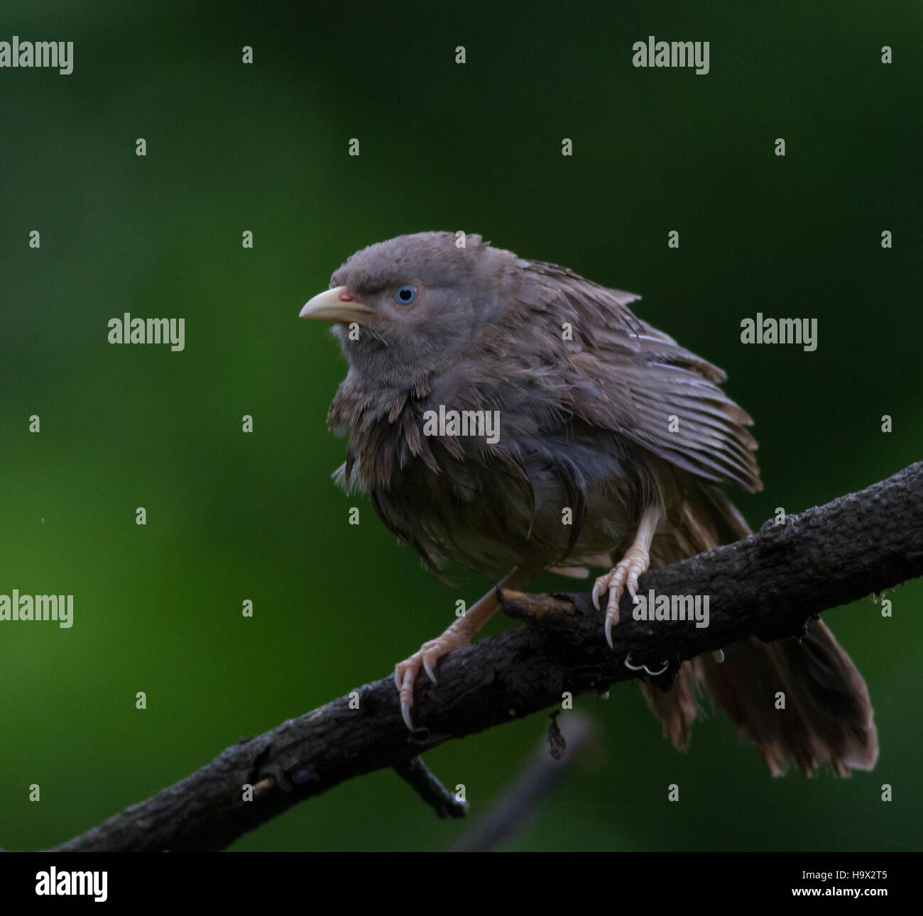 Yellow-billed Babbler puffed after a rain, sitting on a branch at ...