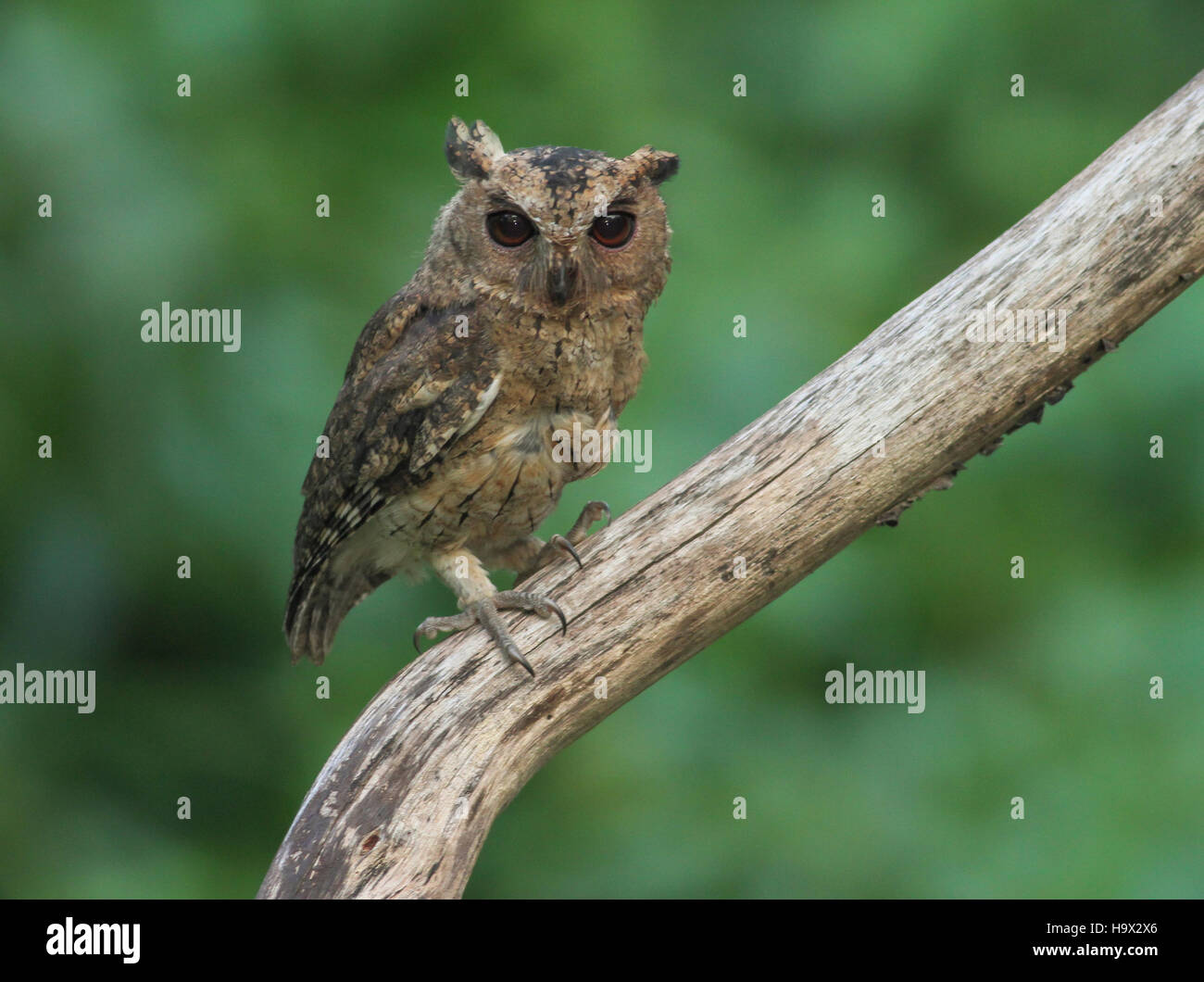 Bakamuna hi-res stock photography and images - Alamy