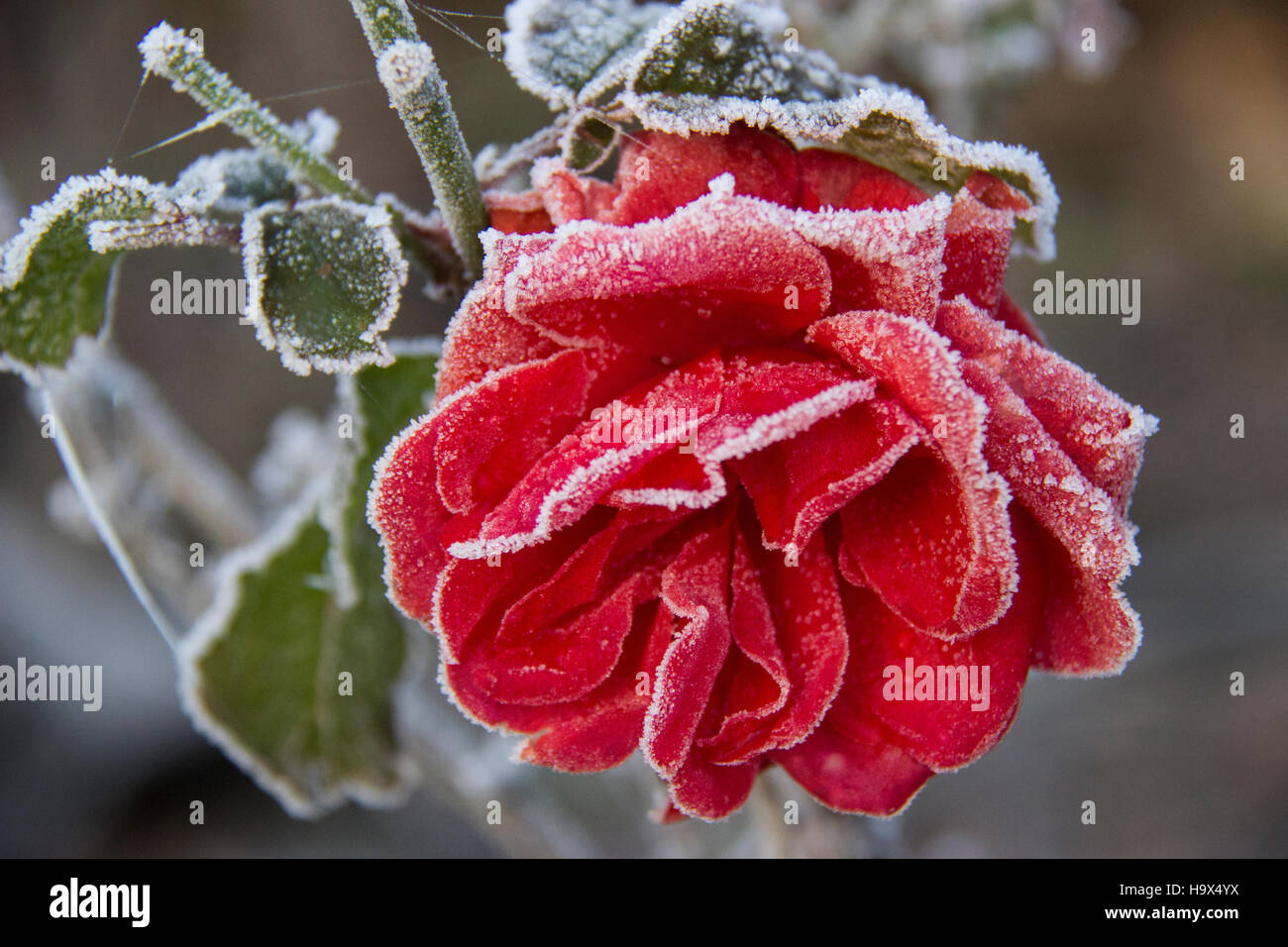 Frosted red rose Stock Photo - Alamy