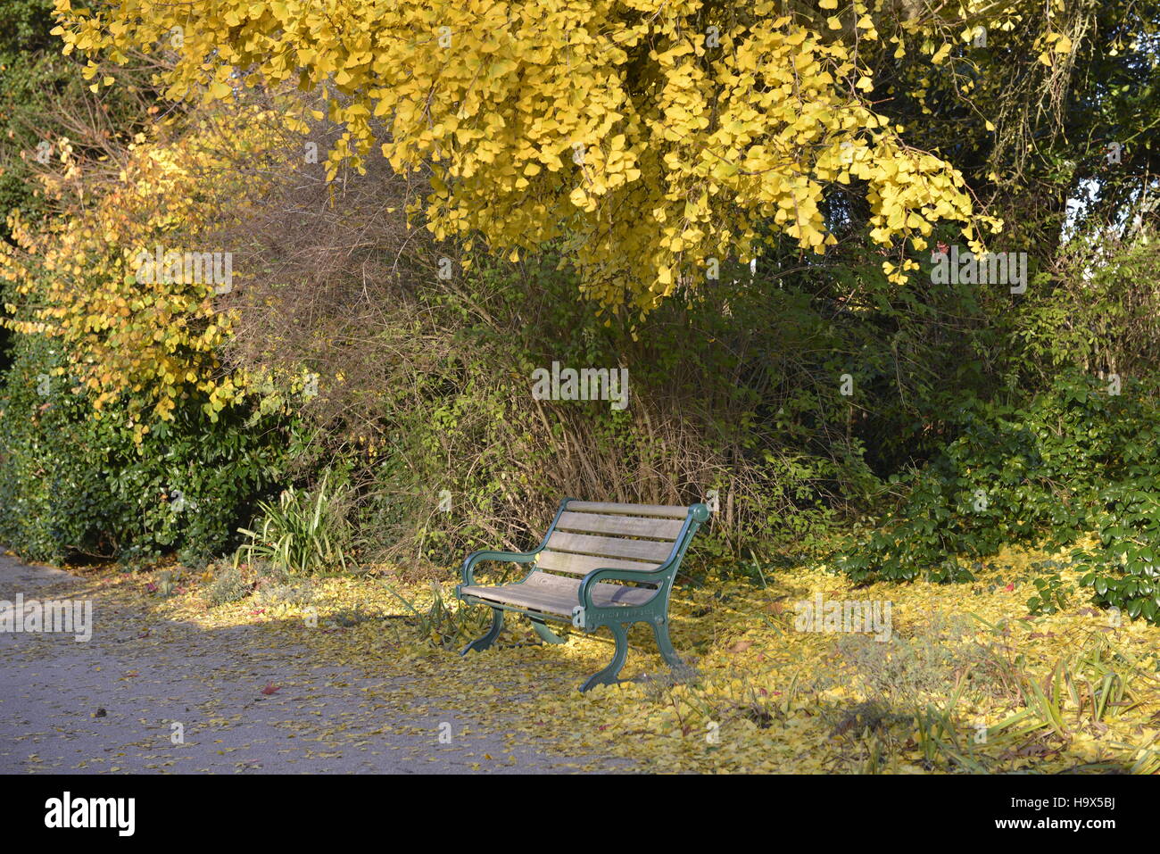 Sunny park bench, Autumn colours, colors and leaves, Alexandra park ...