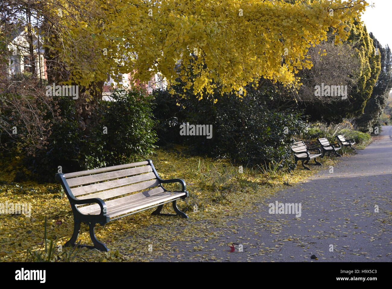 Sunny park bench, Autumn colours, colors and leaves, Alexandra park ...