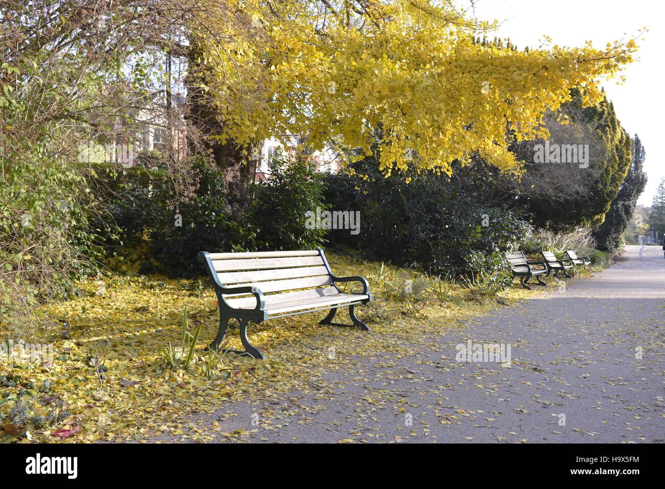 Sunny park bench, Autumn colours, colors and leaves, Alexandra park ...