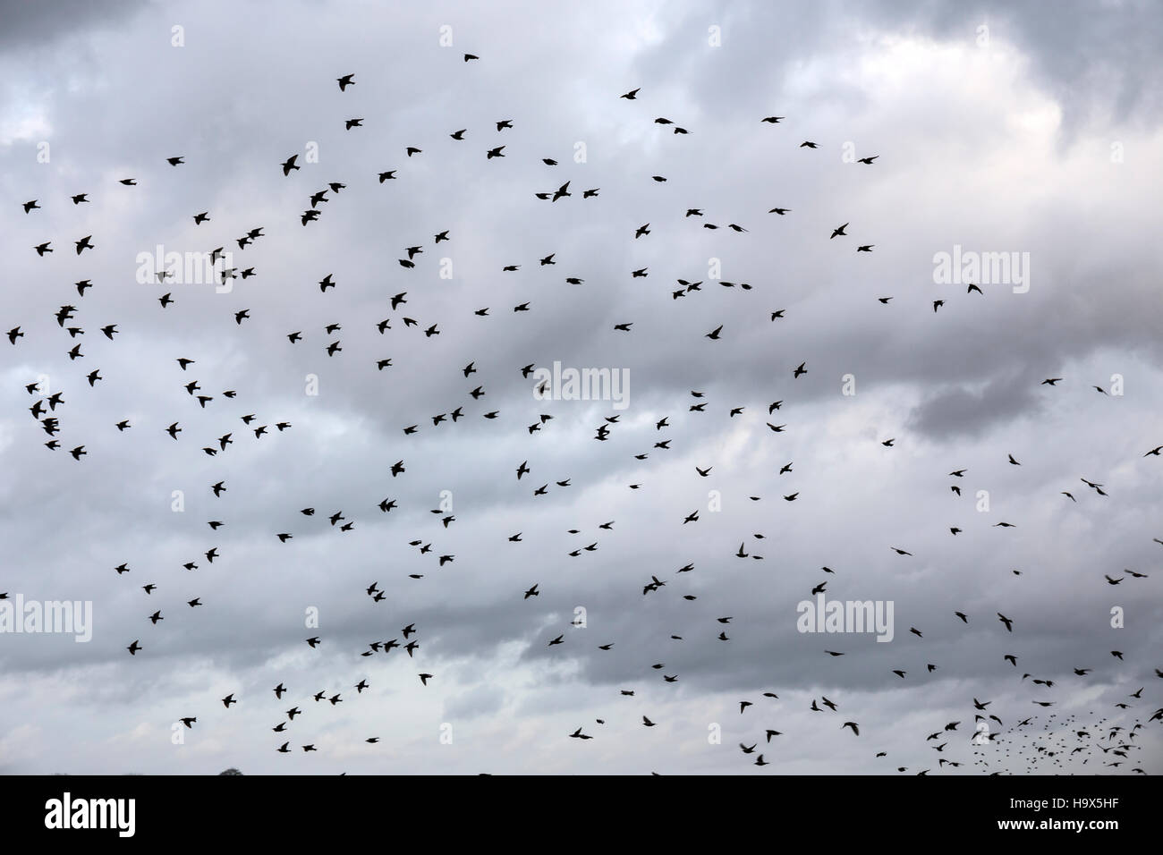hundreds of birds flying across a cloudy sky Stock Photo - Alamy
