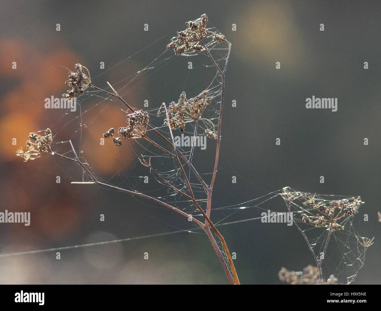 spider webs on plant Stock Photo - Alamy