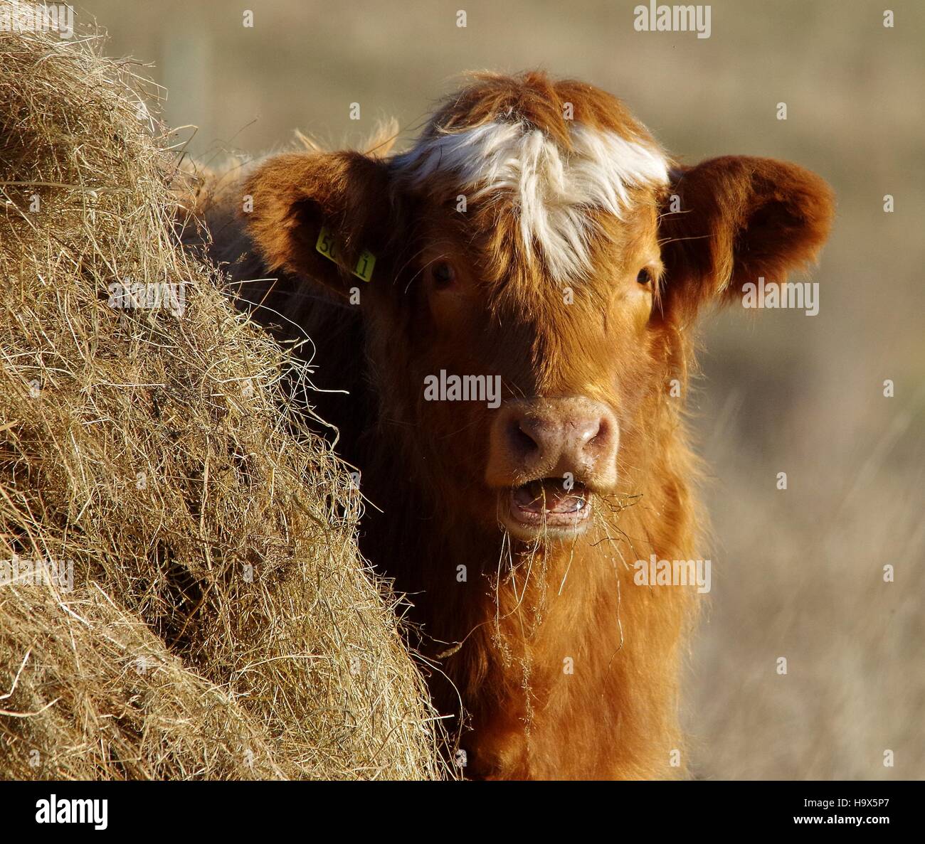 highland cattle cows in field sheffield uk Stock Photo - Alamy