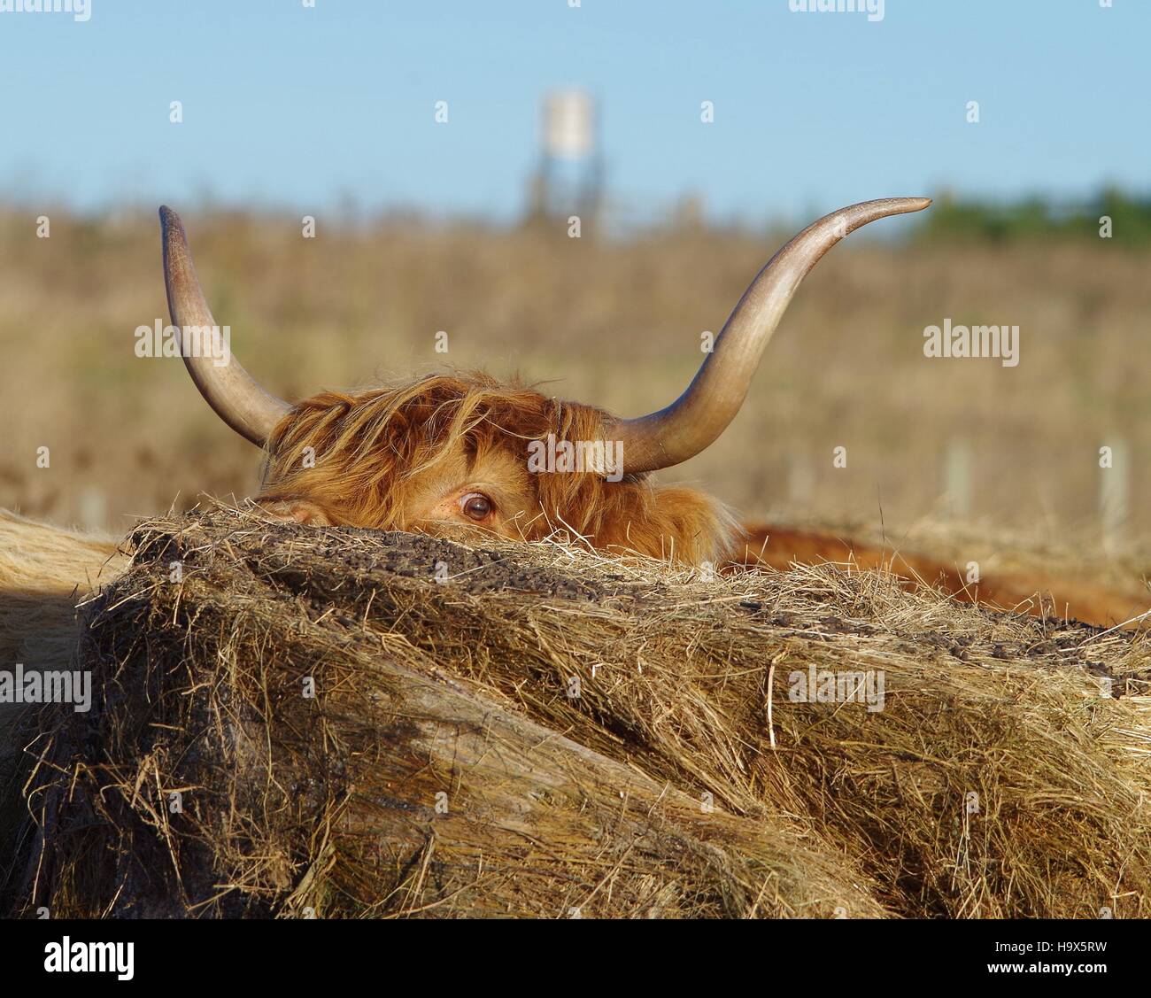 highland cattle cows in field sheffield uk Stock Photo - Alamy