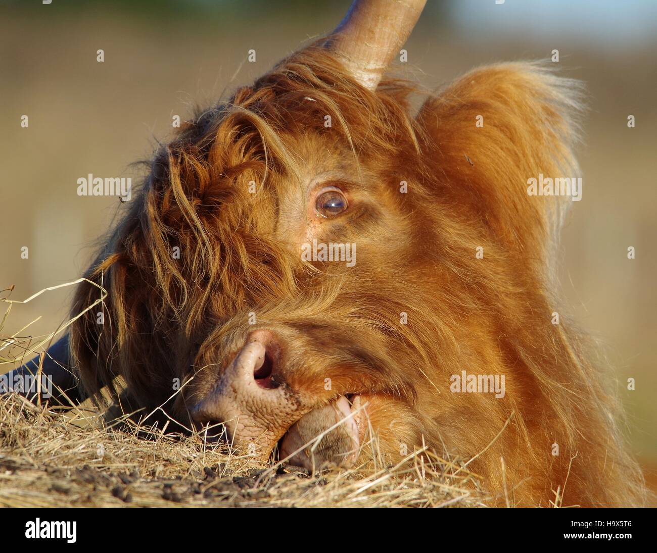 highland cattle cows in field sheffield uk Stock Photo - Alamy