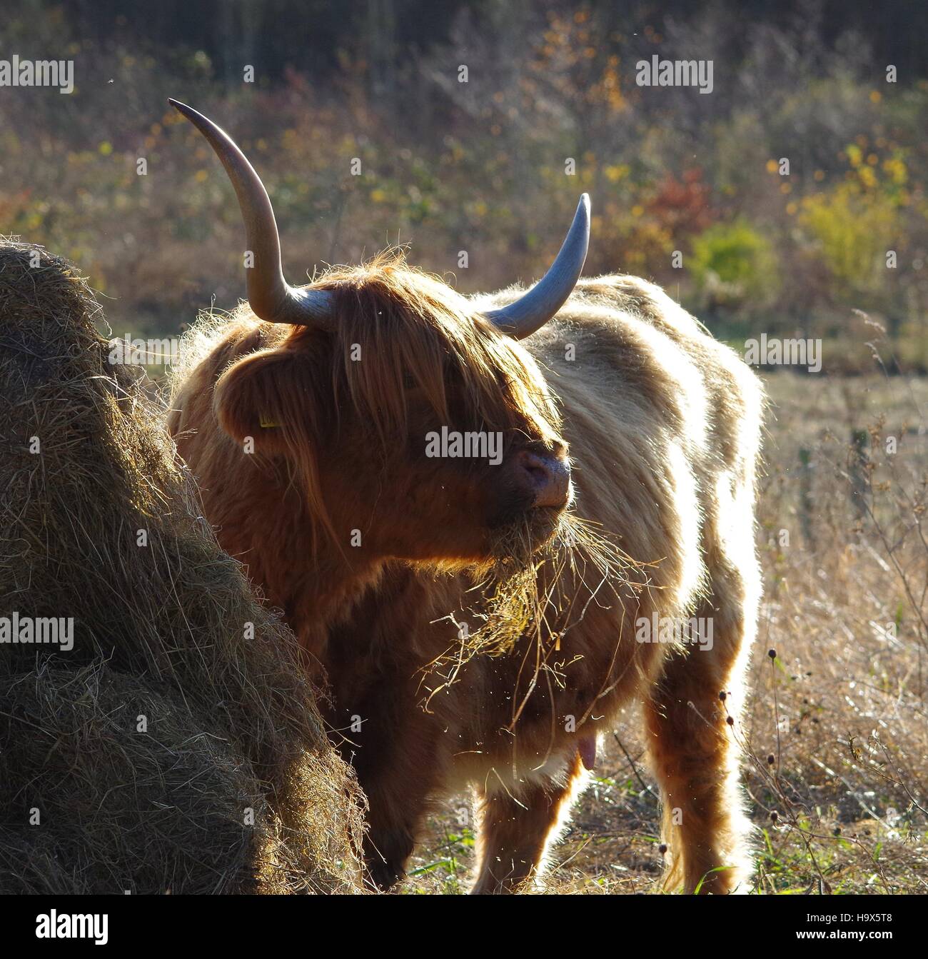 highland cattle cows in field sheffield uk Stock Photo - Alamy