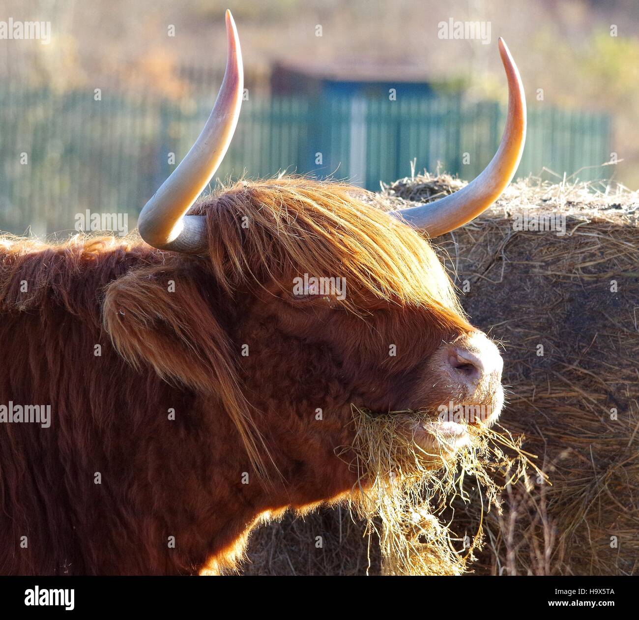 highland cattle cows in field sheffield uk Stock Photo - Alamy