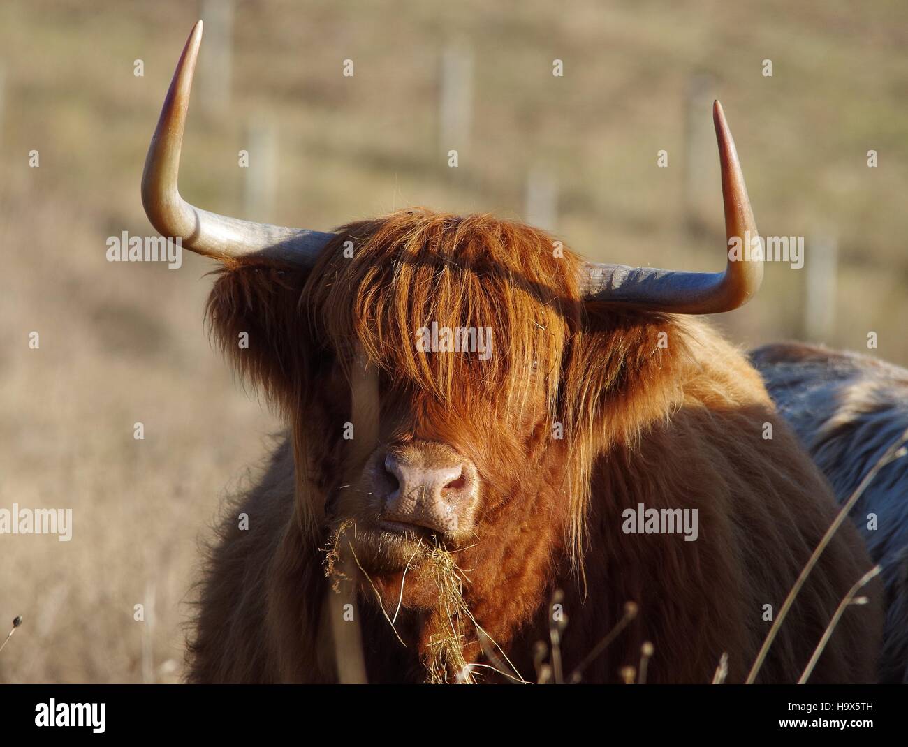 highland cattle cows in field sheffield uk Stock Photo - Alamy