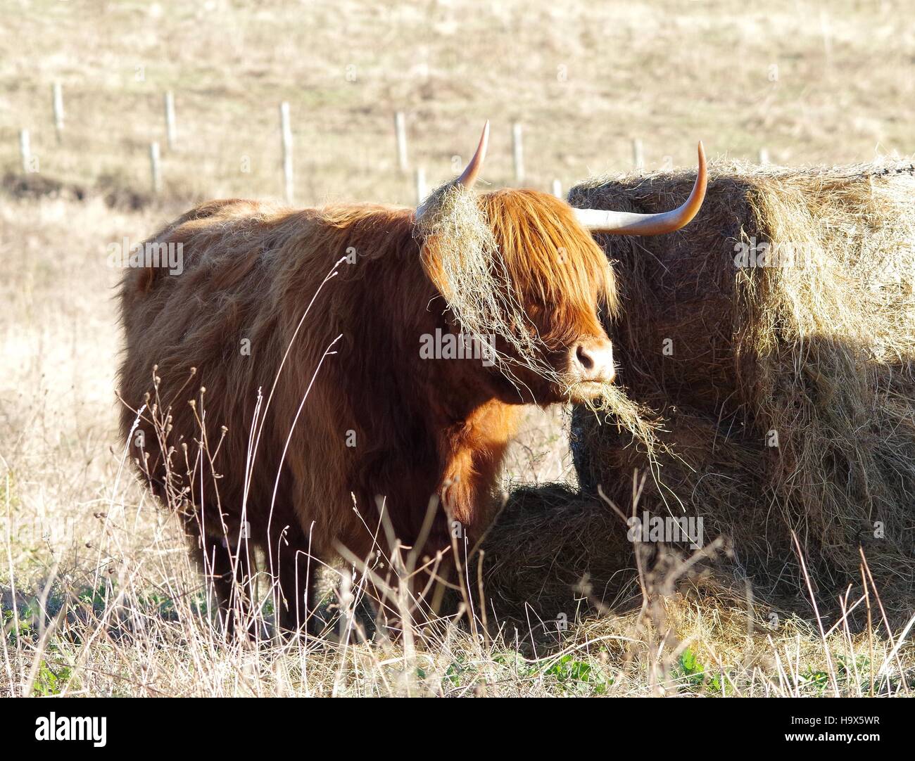 highland cattle cows in field sheffield uk Stock Photo - Alamy