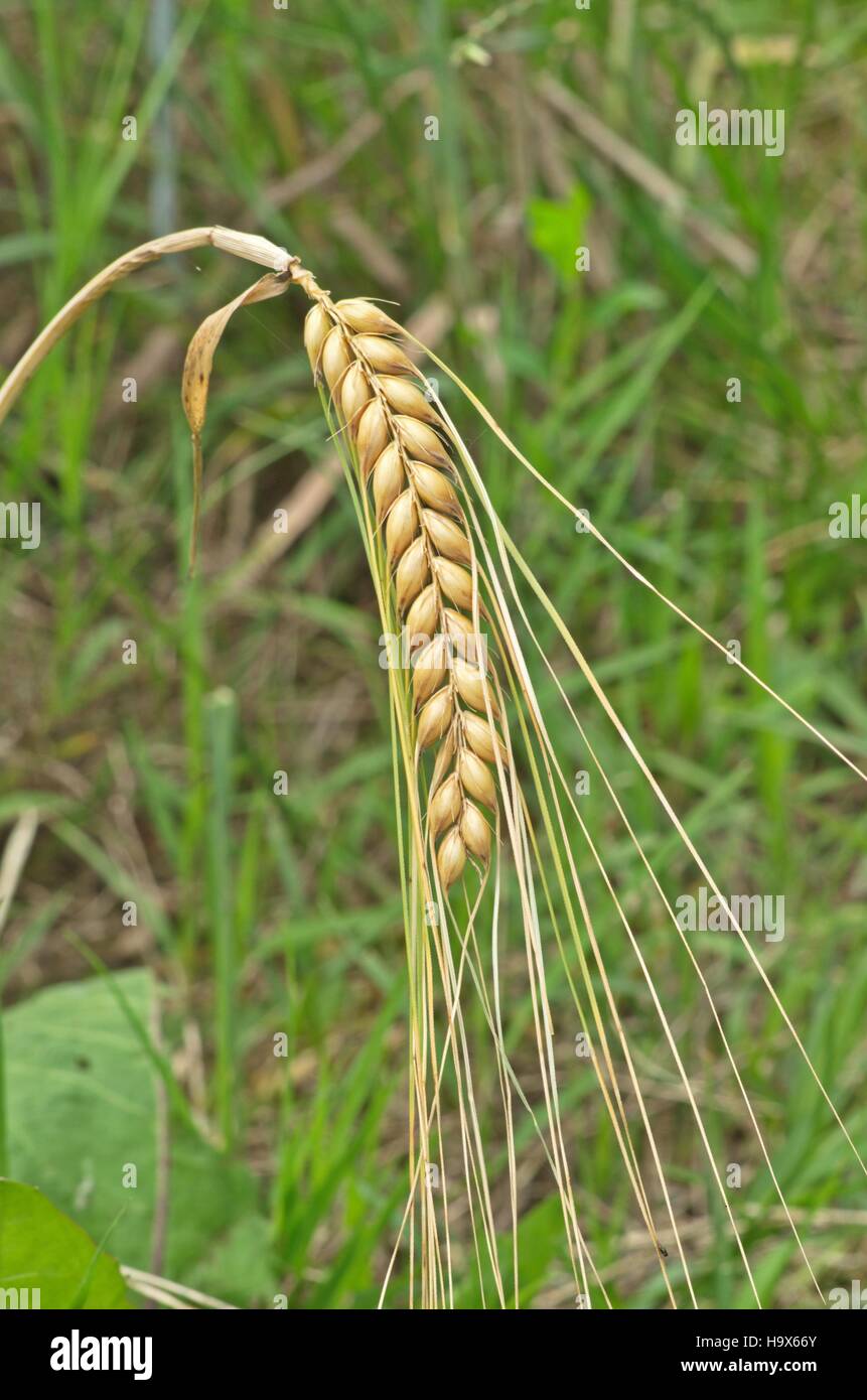 A wheat ear Stock Photo - Alamy