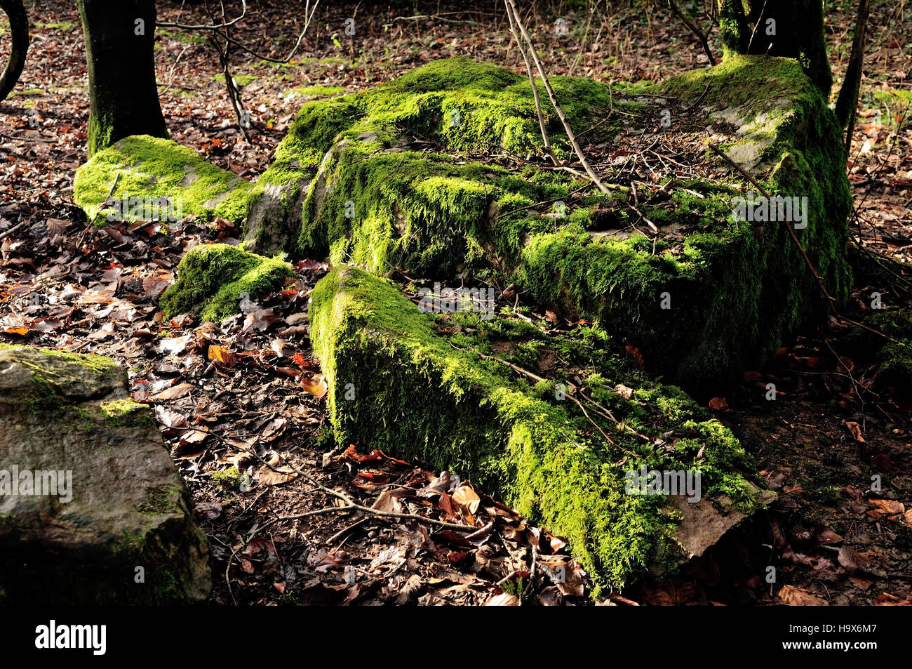 Moss covered boulders in a damp woodland Stock Photo - Alamy