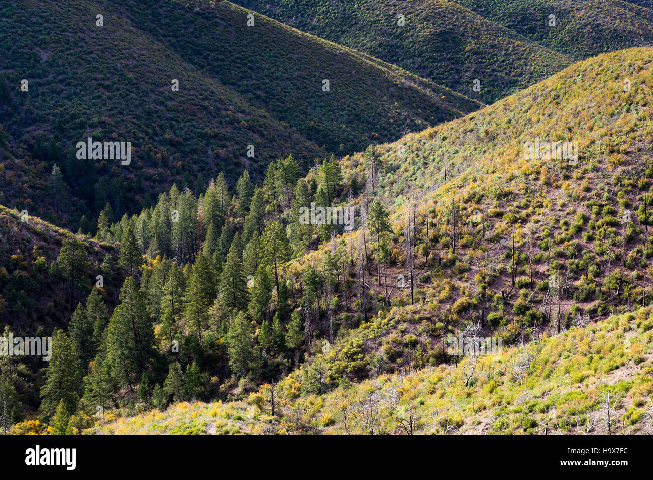 Morning light on ridges and hillsides covered in high desert forests in ...